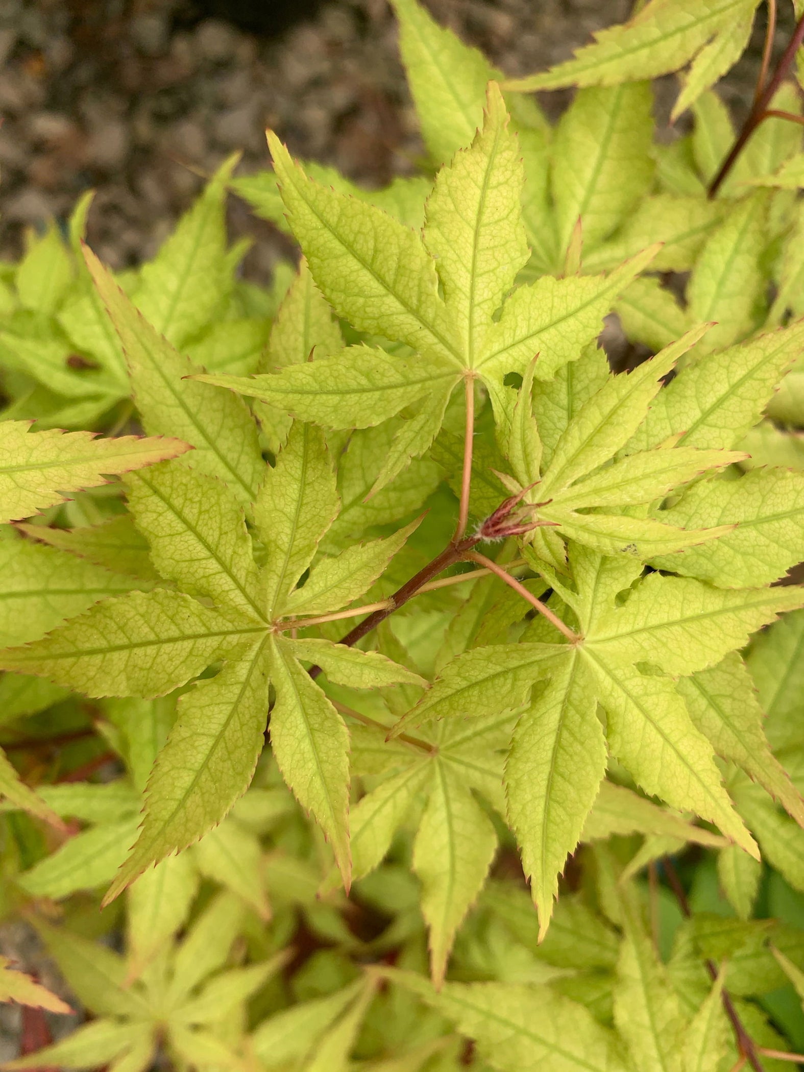 Buy Acer palmatum 'Miss Maple' Japanese Maple — Mr Maple │ Buy Japanese ...