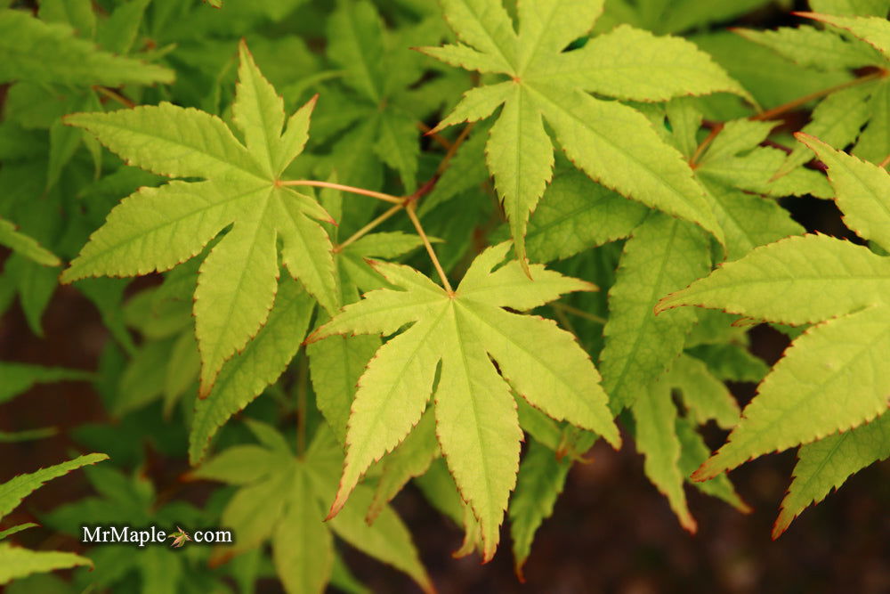 Buy Acer palmatum 'Miss Maple' Japanese Maple — Mr Maple │ Buy Japanese ...