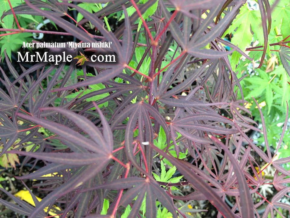 Buy Acer palmatum 'Miyama nishiki' Japanese Maple — Mr Maple │ Buy ...