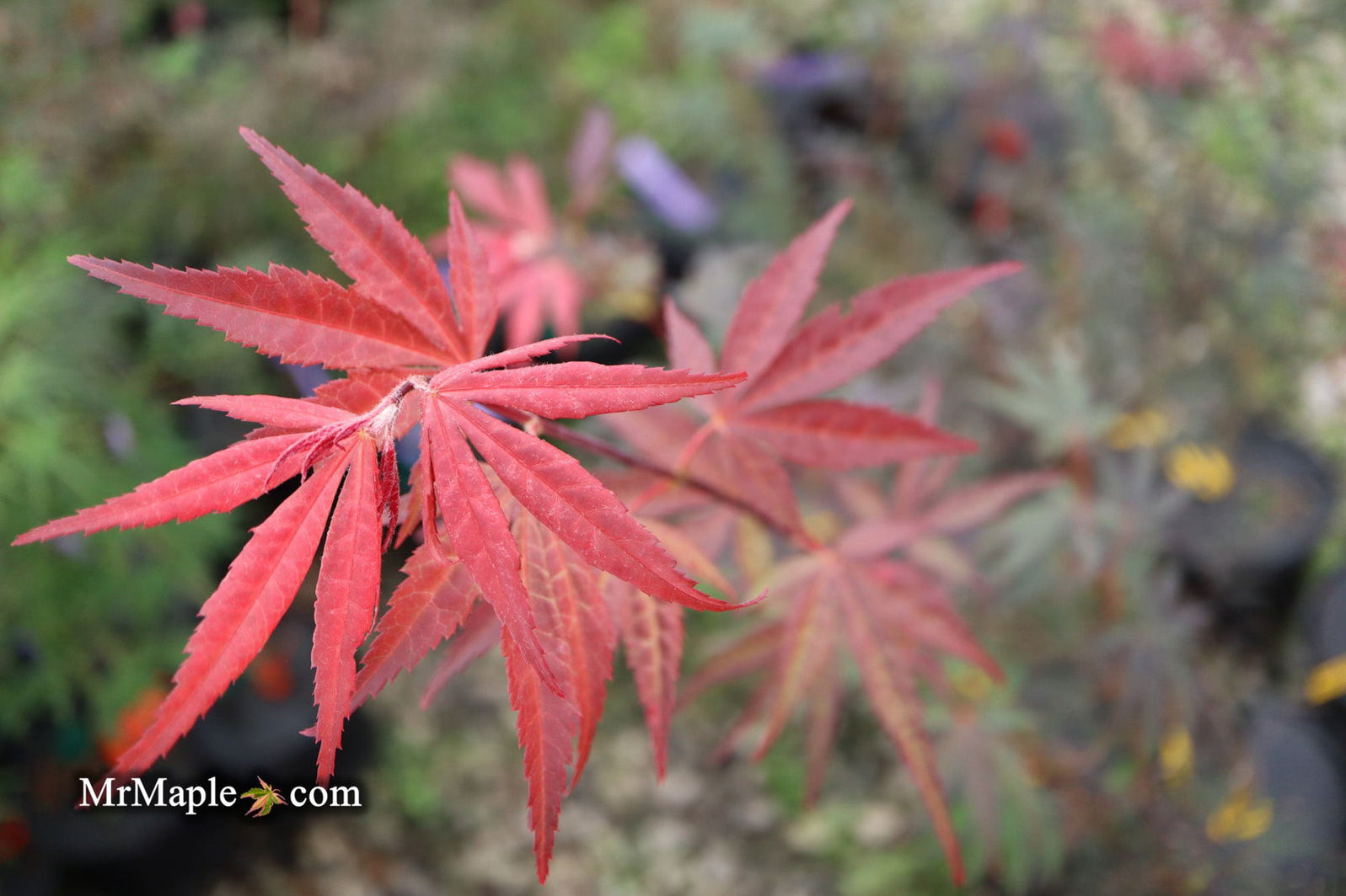 Buy Acer palmatum 'Miyama nishiki' Japanese Maple — Mr Maple │ Buy ...