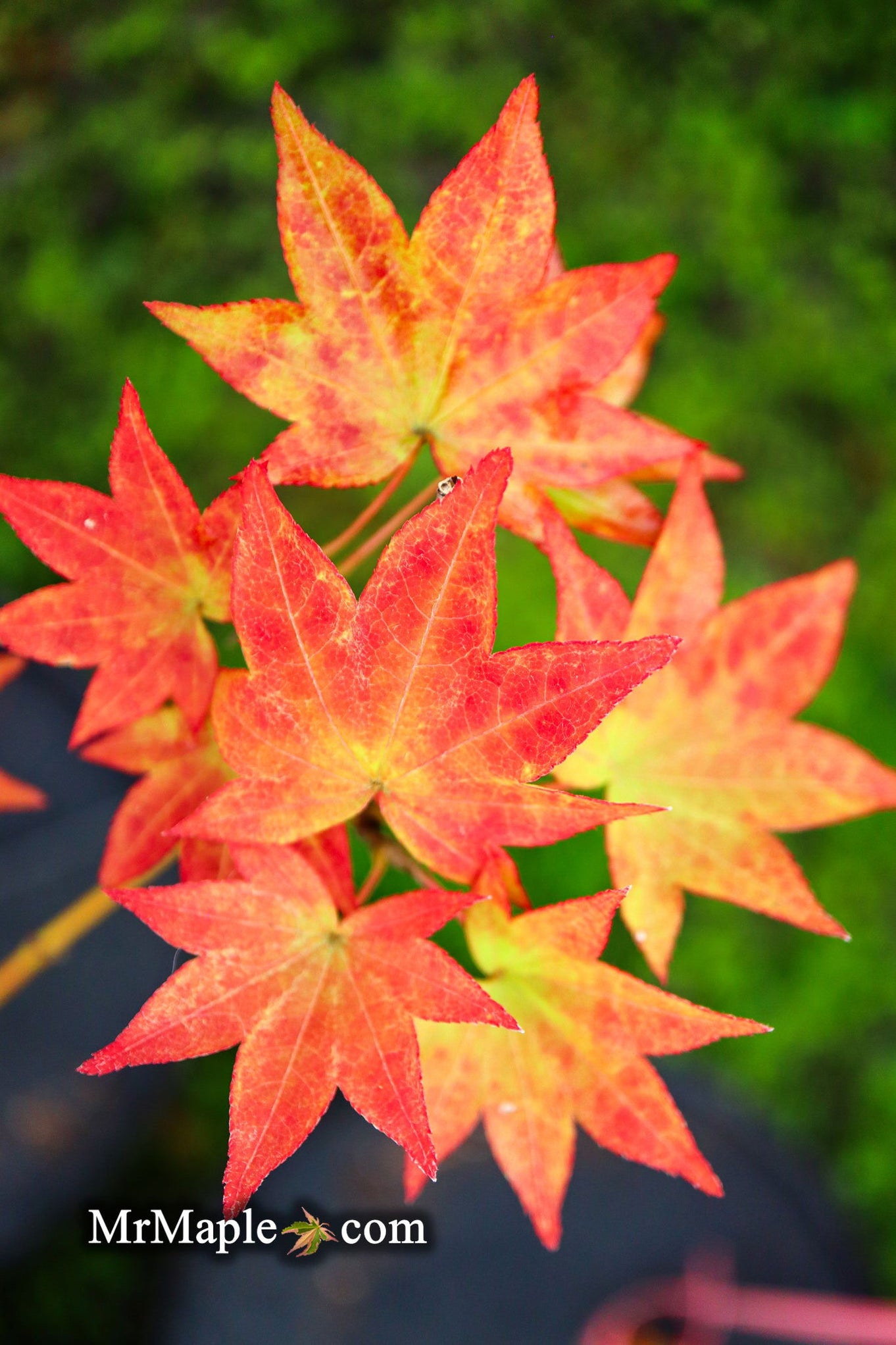 Buy Acer palmatum 'Moon Shadow' Japanese Maple — Mr Maple │ Buy ...