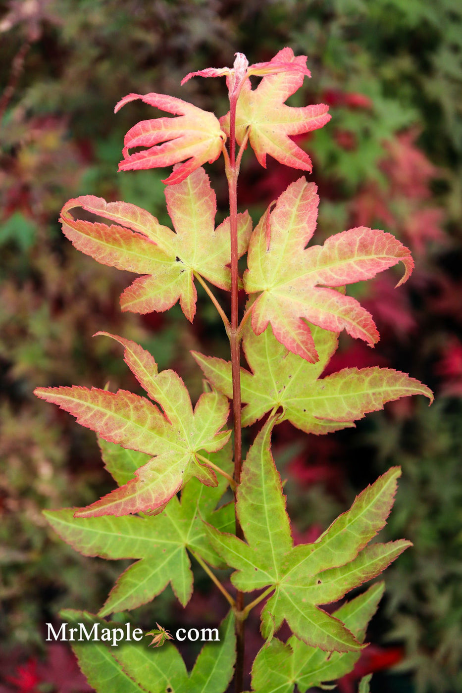 Buy Acer palmatum 'Moon Shadow' Japanese Maple — Mr Maple │ Buy ...