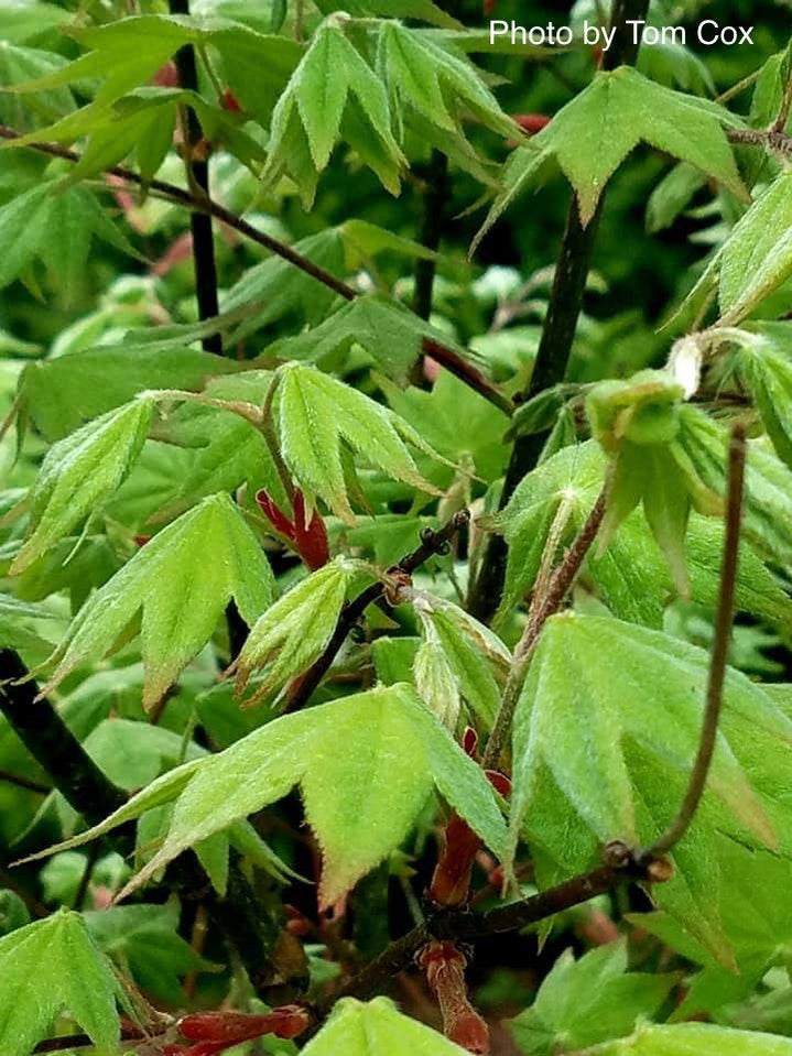 Buy Acer palmatum 'Moon Shadow' Japanese Maple — Mr Maple │ Buy ...