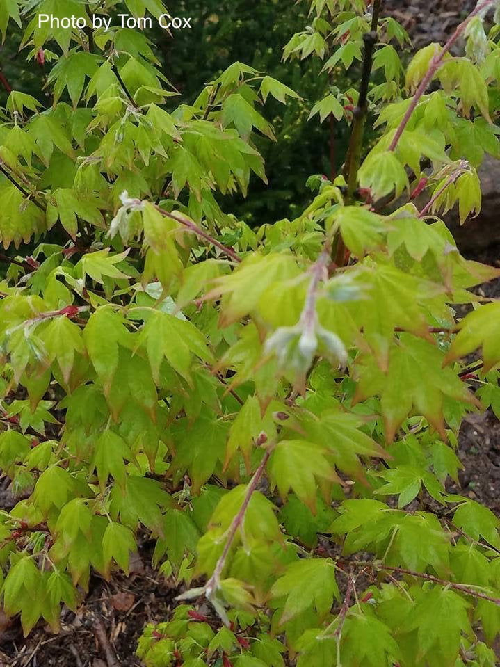 Buy Acer palmatum 'Moon Shadow' Japanese Maple — Mr Maple │ Buy ...