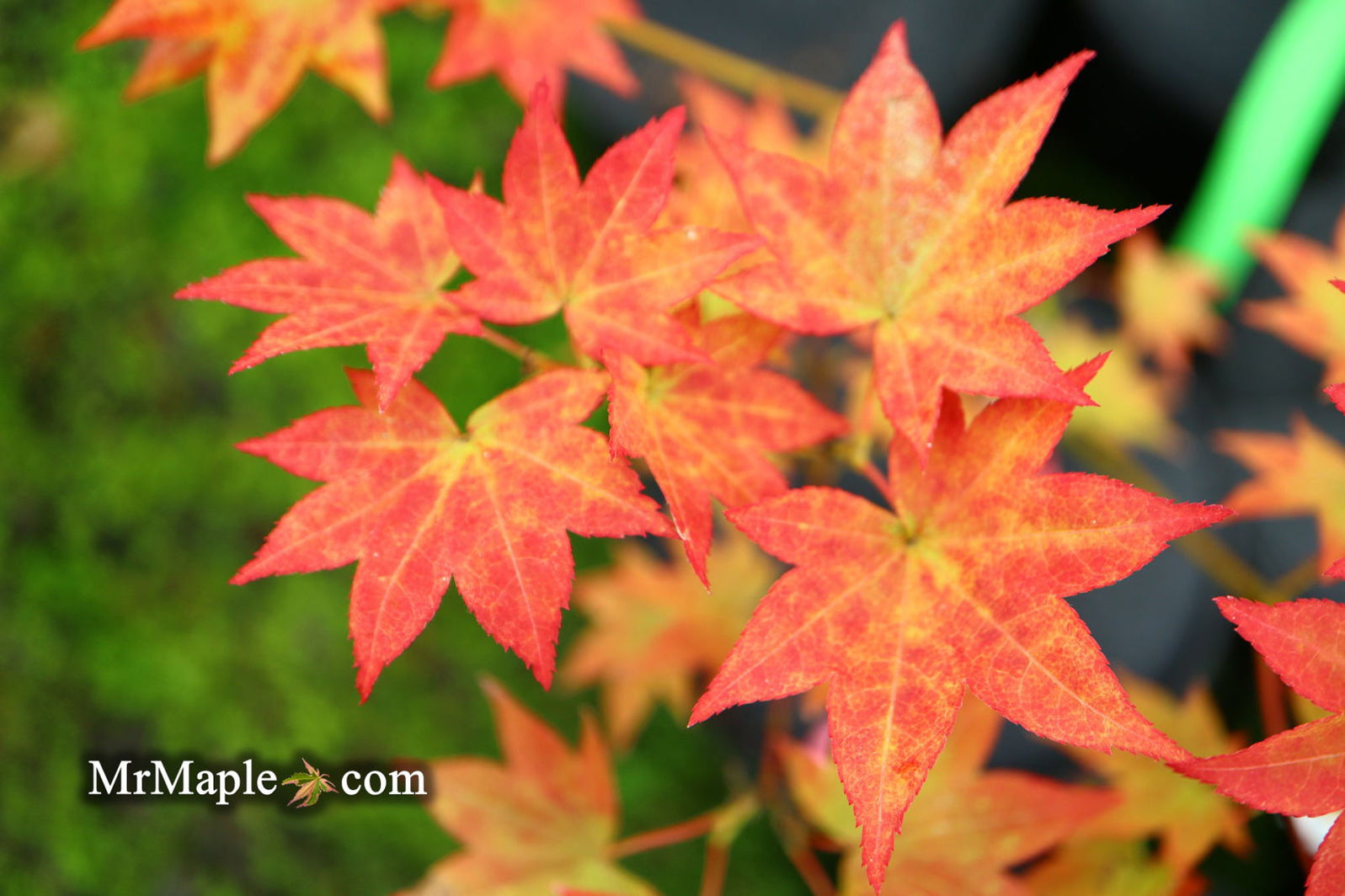 Buy Acer palmatum 'Moon Shadow' Japanese Maple — Mr Maple │ Buy ...