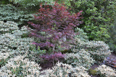 Buy Acer palmatum 'Moonfire' Japanese Maple — Mr Maple │ Buy Japanese ...