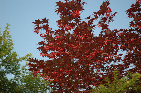Buy Acer palmatum 'Moonfire' Japanese Maple — Mr Maple │ Buy Japanese ...