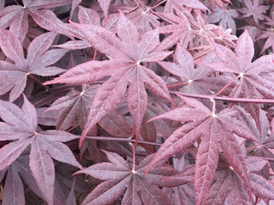 Buy Acer palmatum 'Moonfire' Japanese Maple — Mr Maple │ Buy Japanese ...