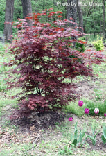 Buy Acer palmatum 'Moonfire' Japanese Maple — Mr Maple │ Buy Japanese ...