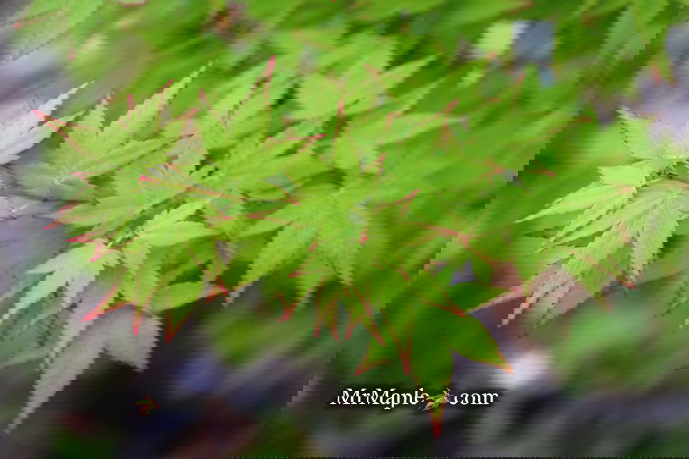 Buy Acer palmatum 'Muka' Japanese Maple — Mr Maple │ Buy Japanese Maple ...