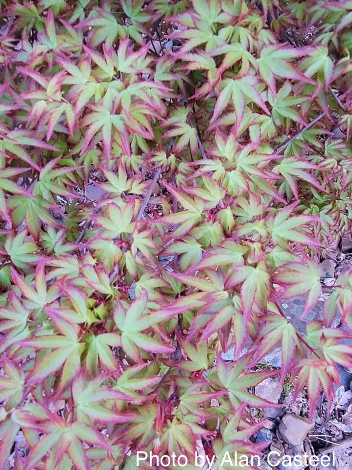 Buy Acer palmatum 'Murasaki kiyohime' Dwarf Japanese Maple — Mr Maple ...