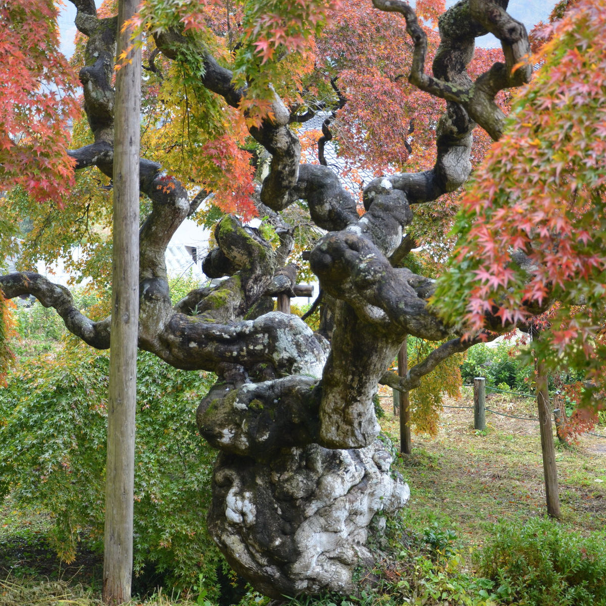 Buy Acer palmatum 'Nakakamado Weeping' Japanese Maple — Mr Maple │ Buy ...