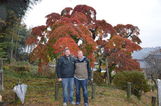 Buy Acer palmatum 'Nakakamado Weeping' Japanese Maple — Mr Maple │ Buy ...