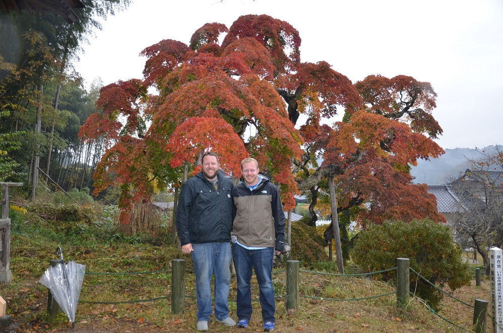 Buy Weeping Japanese Maples — Mr Maple │ Buy Japanese Maple Trees