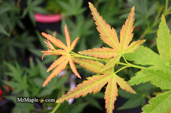 Buy Acer palmatum 'Nakakamado Weeping' Japanese Maple — Mr Maple │ Buy ...