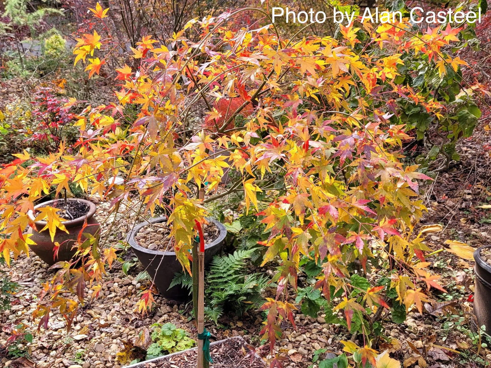 Buy Acer palmatum 'Nakakamado Weeping' Japanese Maple — Mr Maple │ Buy ...