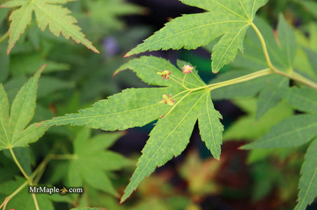 Buy Acer palmatum 'Nakakamado Weeping' Japanese Maple — Mr Maple │ Buy ...