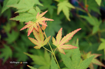 Buy Acer palmatum 'Nakakamado Weeping' Japanese Maple — Mr Maple │ Buy ...