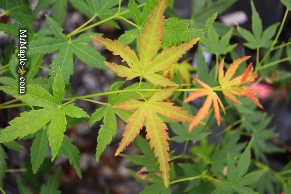 Buy Acer palmatum 'Nakakamado Weeping' Japanese Maple — Mr Maple │ Buy ...