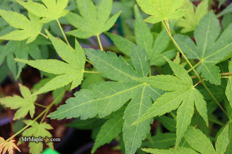 Buy Acer palmatum 'Nakakamado Weeping' Japanese Maple — Mr Maple │ Buy ...