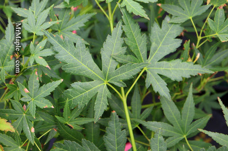 Buy Acer palmatum 'Nakakamado Weeping' Japanese Maple — Mr Maple │ Buy ...