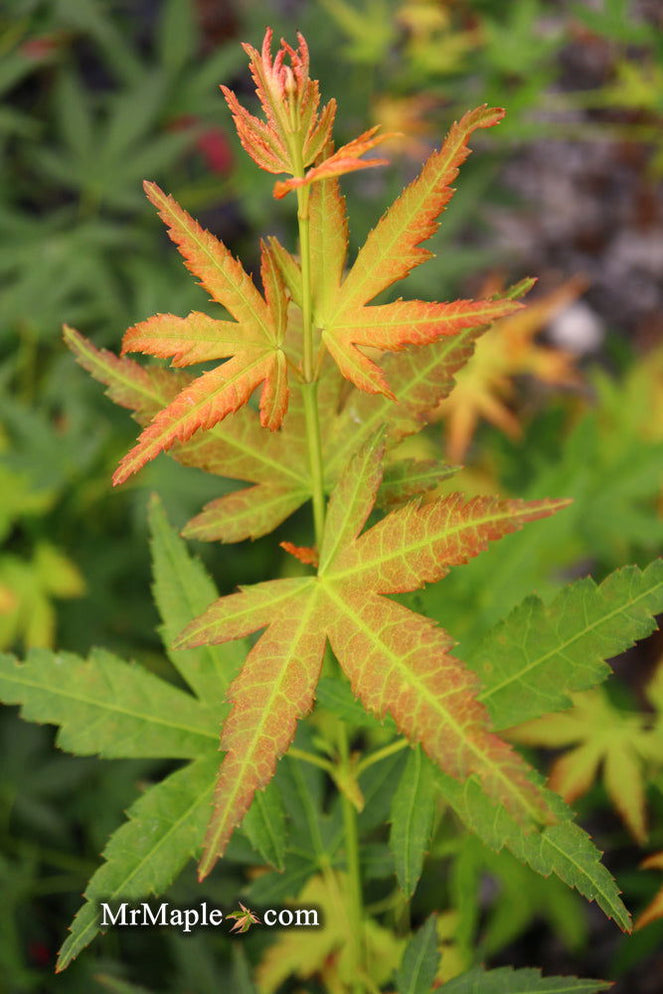 Buy Acer palmatum 'Nakakamado Weeping' Japanese Maple — Mr Maple │ Buy ...