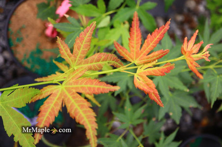 Buy Acer palmatum 'Nakakamado Weeping' Japanese Maple — Mr Maple │ Buy ...