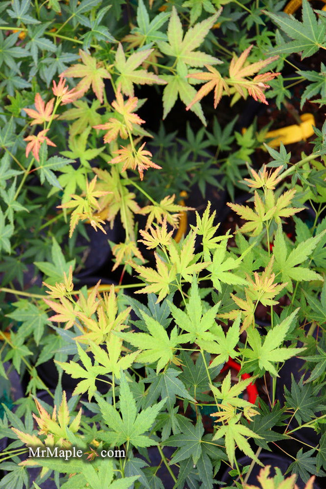 Buy Acer palmatum 'Nakakamado Weeping' Japanese Maple — Mr Maple │ Buy ...