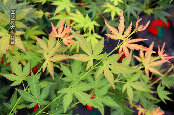 Buy Acer palmatum 'Nakakamado Weeping' Japanese Maple — Mr Maple │ Buy ...