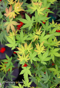 Buy Acer palmatum 'Nakakamado Weeping' Japanese Maple — Mr Maple │ Buy ...