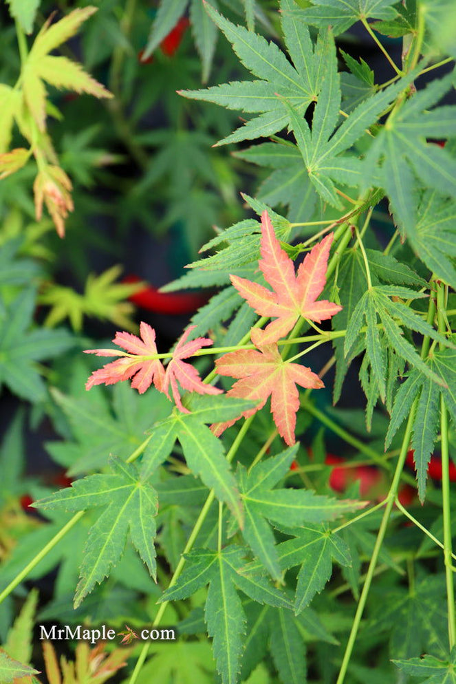 Buy Acer palmatum 'Nakakamado Weeping' Japanese Maple — Mr Maple │ Buy ...