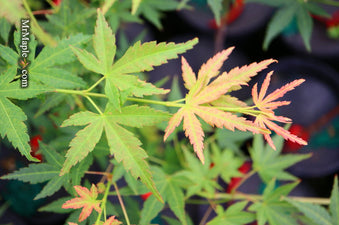 Buy Acer palmatum 'Nakakamado Weeping' Japanese Maple — Mr Maple │ Buy ...
