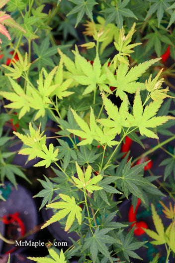Buy Acer palmatum 'Nakakamado Weeping' Japanese Maple — Mr Maple │ Buy ...