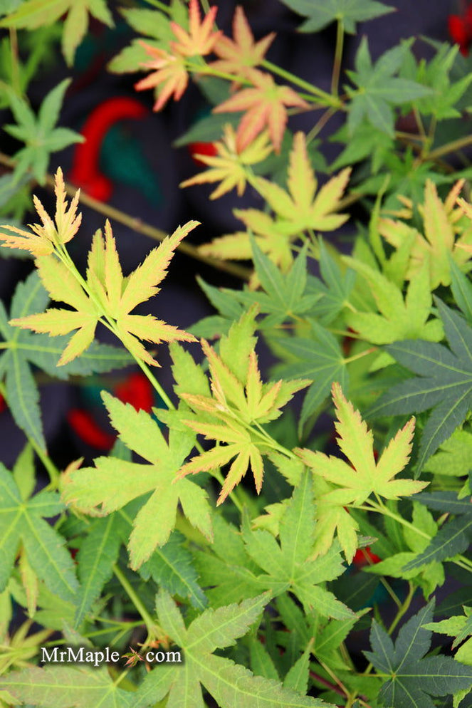 Buy Acer palmatum 'Nakakamado Weeping' Japanese Maple — Mr Maple │ Buy ...