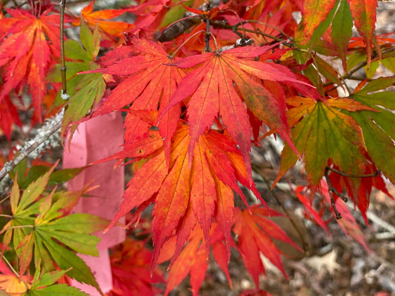 Buy Acer palmatum 'Nanase gawa' Japanese Maple — Mr Maple │ Buy ...