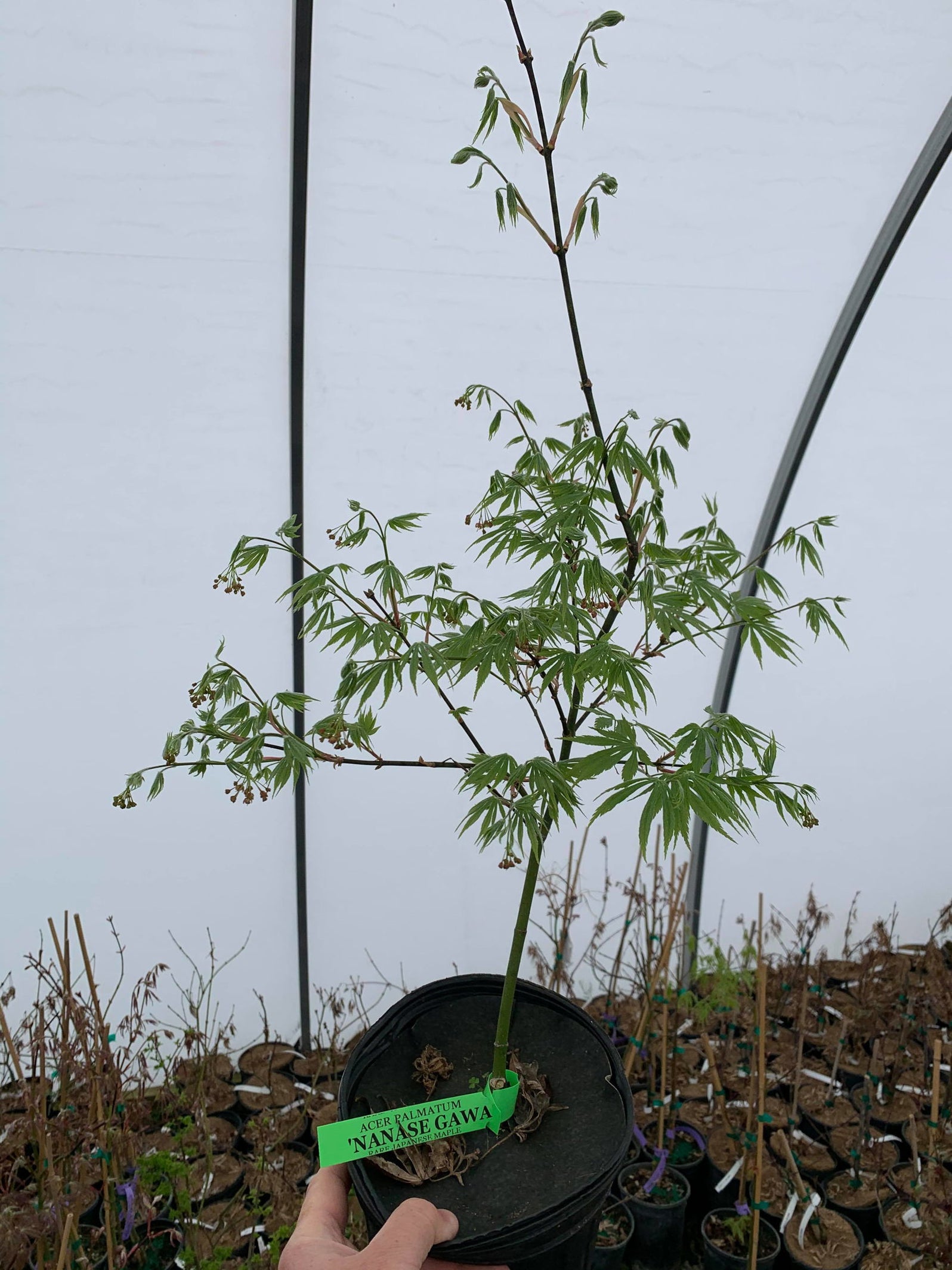 Buy Acer palmatum 'Nanase gawa' Japanese Maple — Mr Maple │ Buy ...