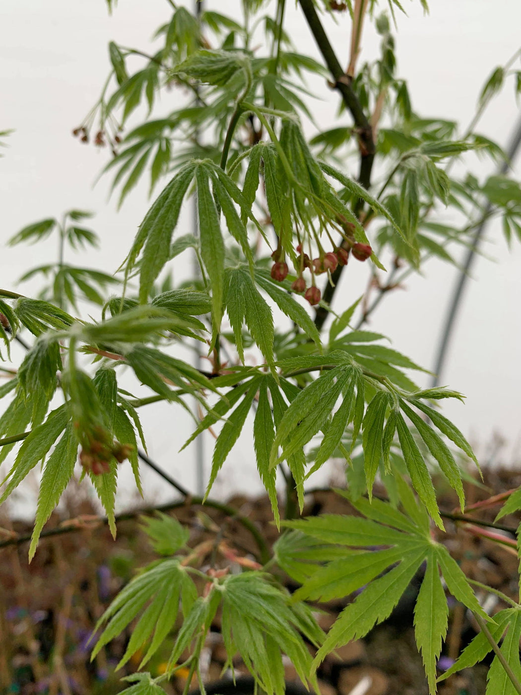 Buy Acer palmatum 'Nanase gawa' Japanese Maple — Mr Maple │ Buy ...