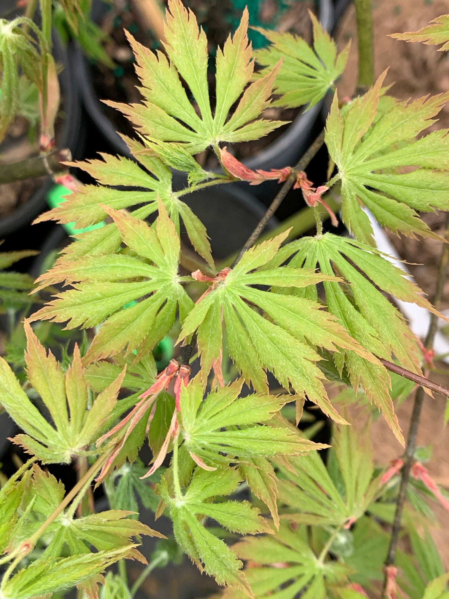 Buy Acer palmatum 'Nanase gawa' Japanese Maple — Mr Maple │ Buy ...