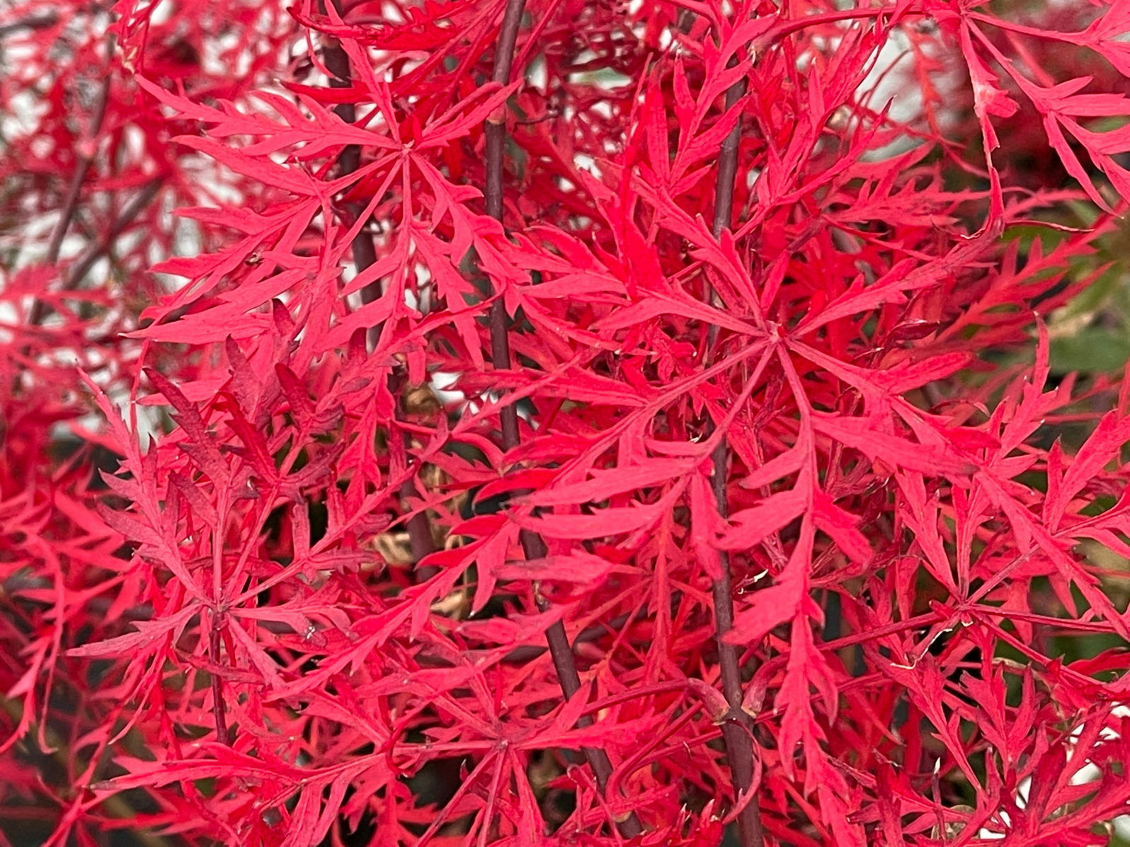 Buy Acer palmatum 'Nancy’s Legacy’ Toyama Japanese Maple — Mr Maple ...