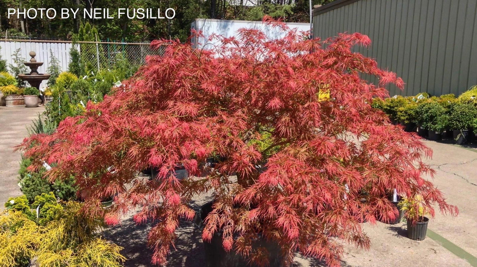 Buy Acer palmatum 'Nancy’s Legacy’ Toyama Japanese Maple — Mr Maple ...