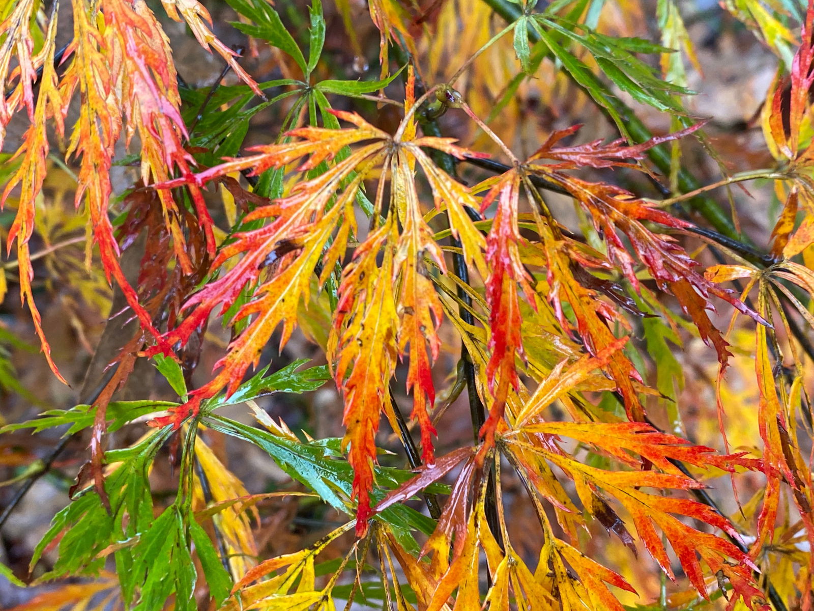 Buy Acer palmatum 'Nancy’s Legacy’ Toyama Japanese Maple — Mr Maple ...
