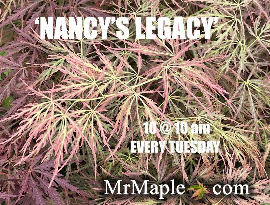 Buy Acer palmatum 'Nancy’s Legacy’ Toyama Japanese Maple — Mr Maple ...