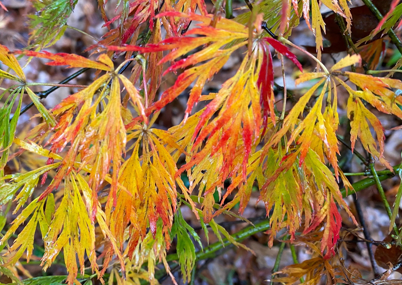 Buy Acer palmatum 'Nancy’s Legacy’ Toyama Japanese Maple — Mr Maple ...