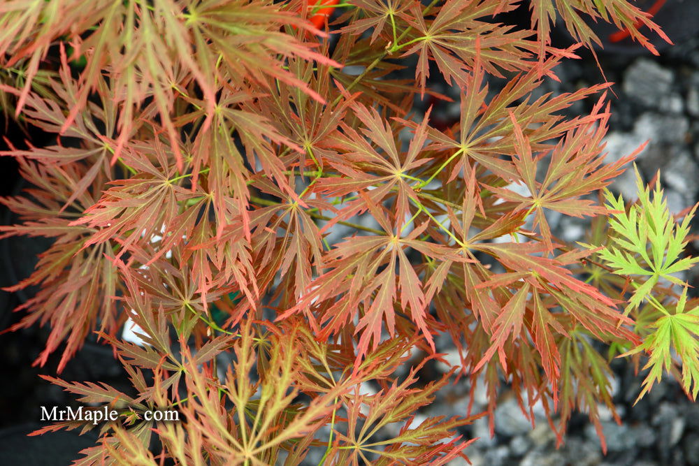Buy Acer palmatum 'Nancy’s Legacy’ Toyama Japanese Maple — Mr Maple ...