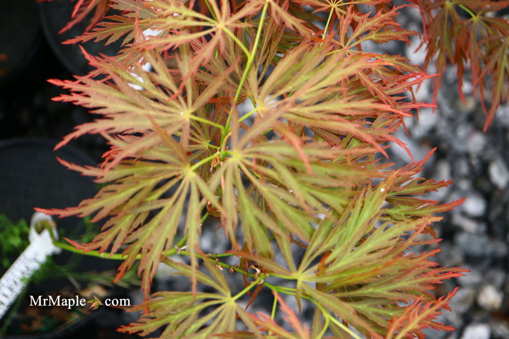 Buy Acer palmatum 'Nancy’s Legacy’ Toyama Japanese Maple — Mr Maple ...