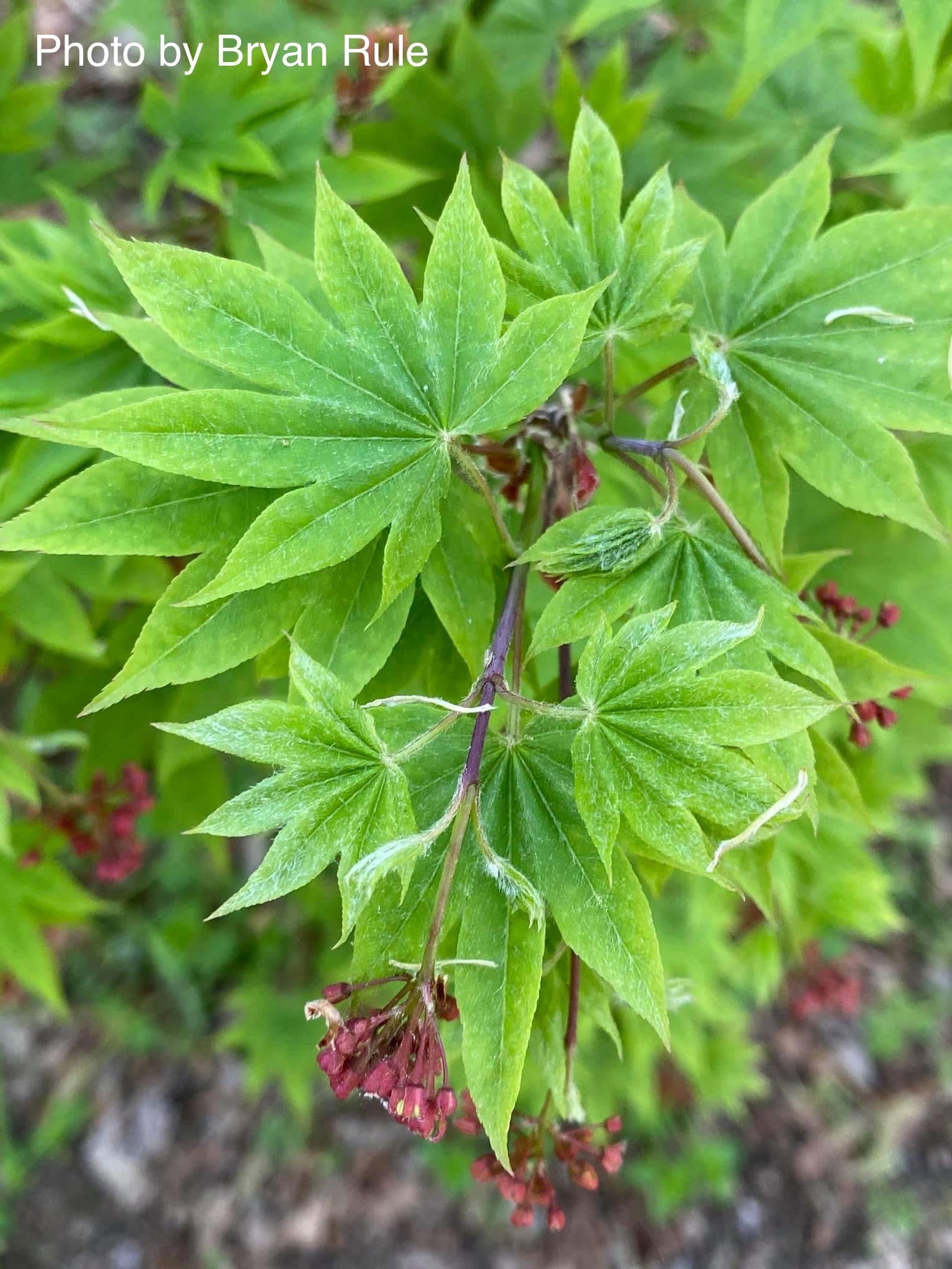 Buy Acer palmatum 'Narou nishiki' Japanese maple — Mr Maple │ Buy ...