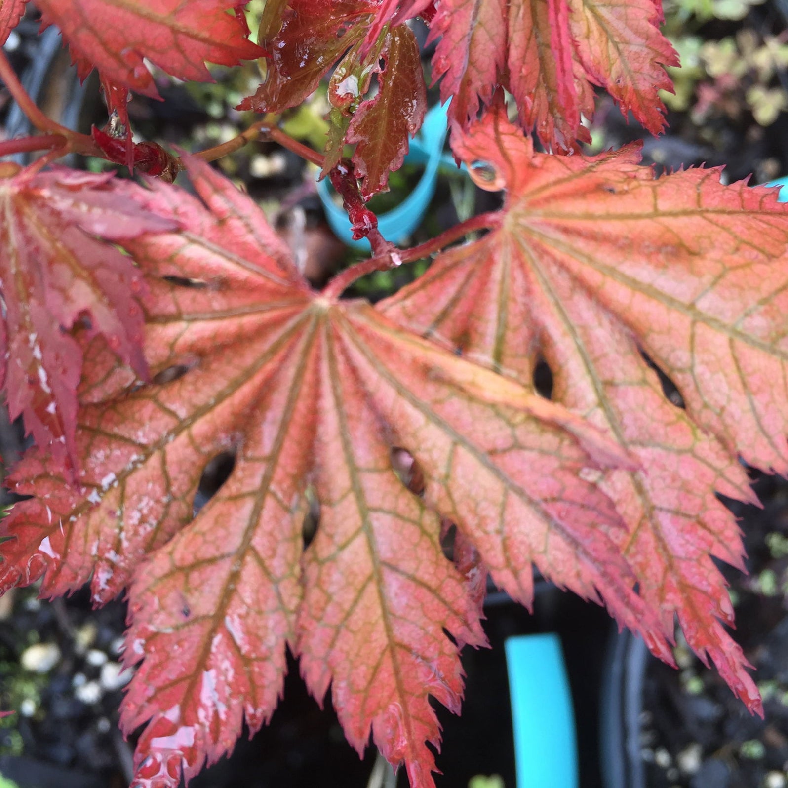 Buy Acer palmatum 'Nathan' Variegated Japanese Maple — Mr Maple │ Buy ...