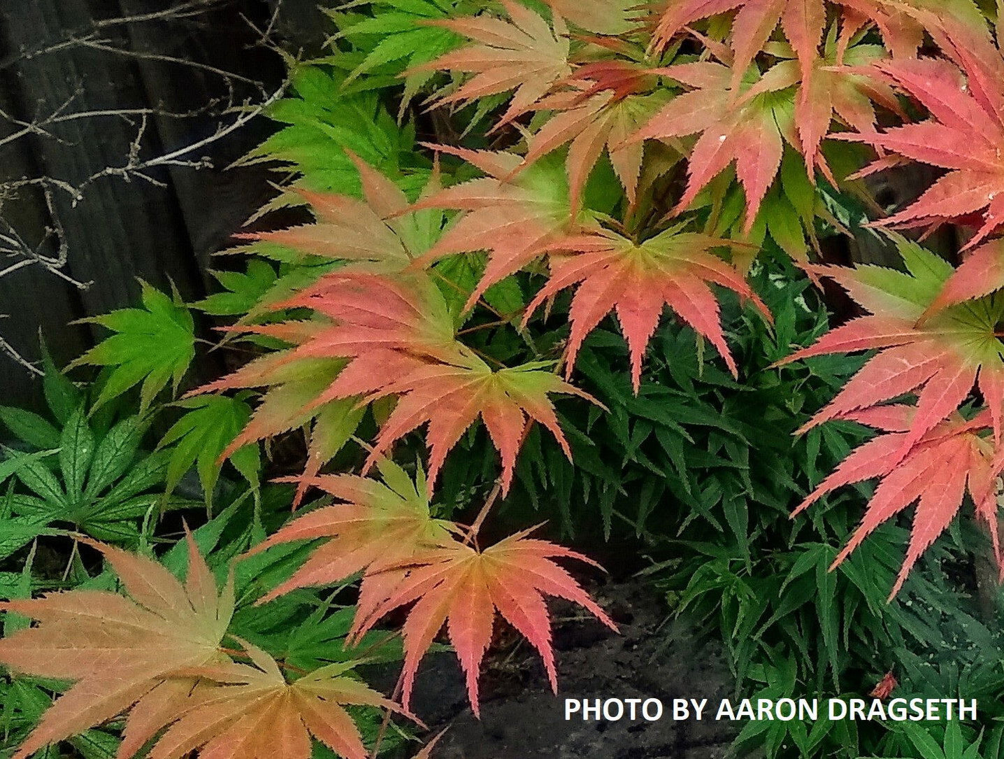 Buy Acer palmatum 'Nathan' Variegated Japanese Maple — Mr Maple │ Buy ...