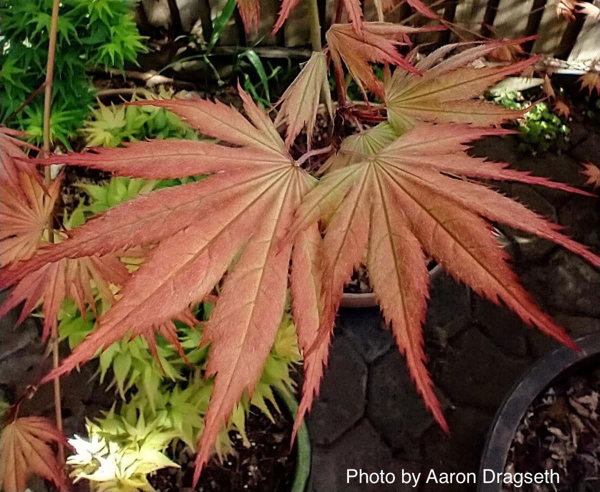 Buy Acer palmatum 'Nathan' Variegated Japanese Maple — Mr Maple │ Buy ...
