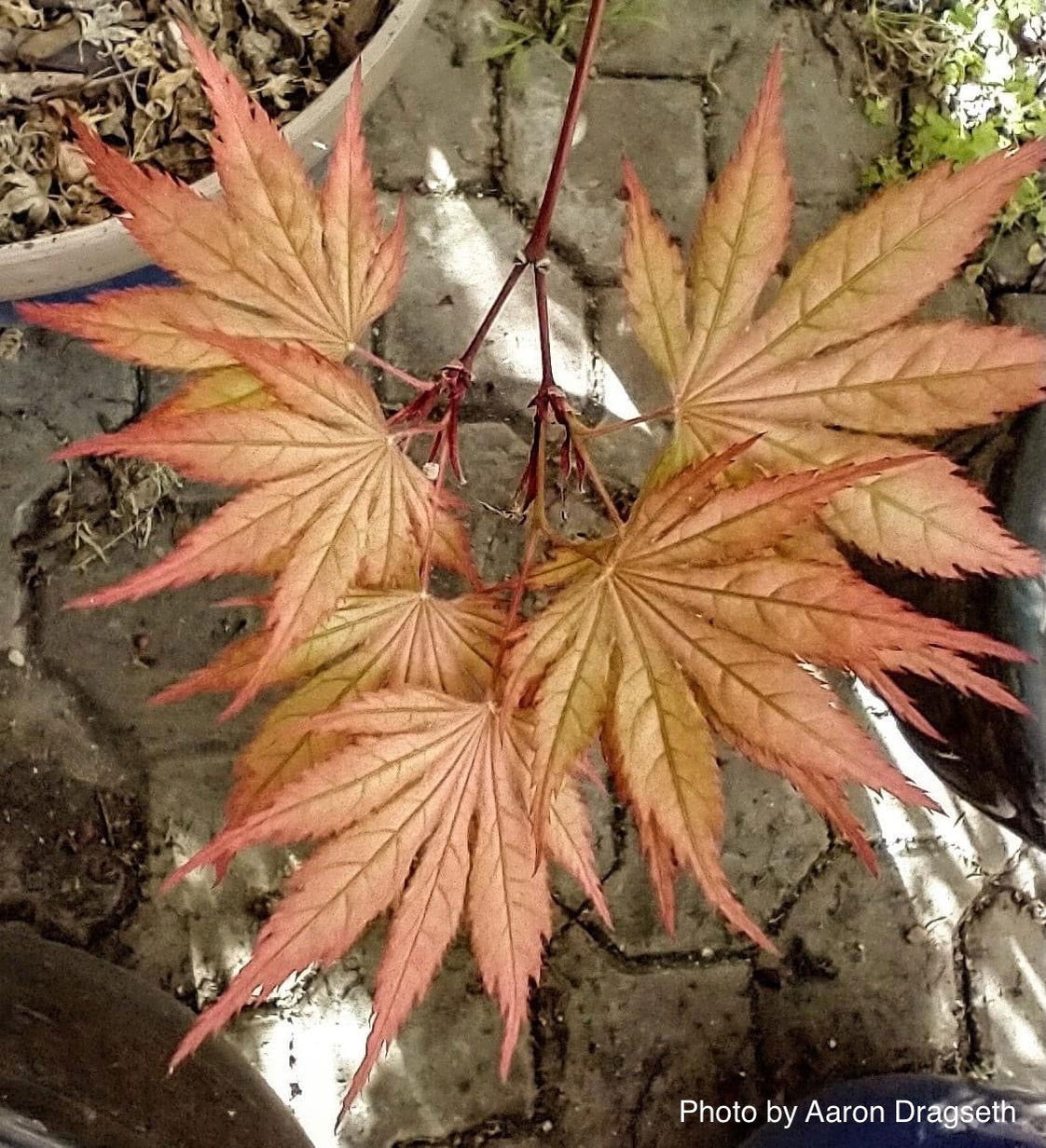 Buy Acer palmatum 'Nathan' Variegated Japanese Maple — Mr Maple │ Buy ...